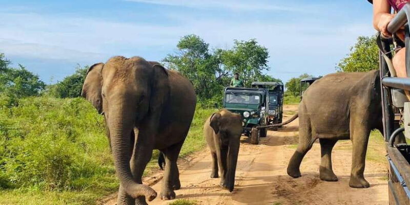 From Kandy: Sigiriya dambulla and Minneriya Safari Day Trip - Practicalities and Tips