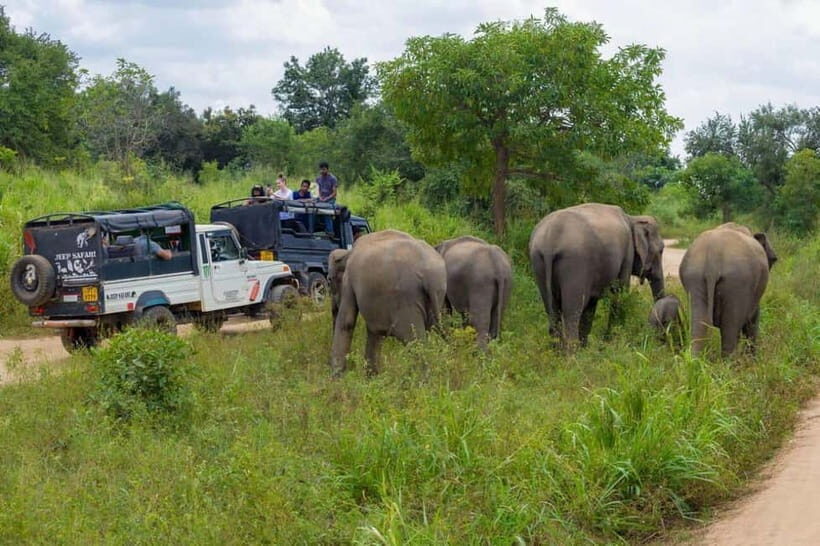 From Kandy: Sigiriya & Dambulla Day Tour with Safari - Who Should Consider This Tour?
