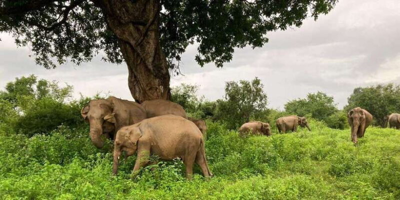 From Kandy: Sigiriya Lion Rock fortress and Village Trip - The Itinerary Breakdown: What You Can Expect