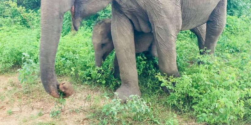 From Kandy: Sigiriya Lion Rock fortress and Village Trip - The Sum Up: Who Will Love This Tour?