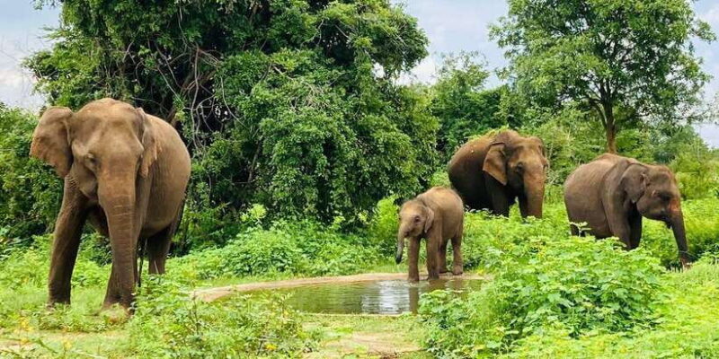 From Kandy: Sigiriya Lion Rock fortress and Village Trip - Frequently Asked Questions