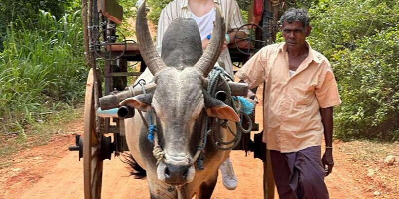 From Kandy: Sigiriya Rock and Village Safari Day Trip - Final Thoughts