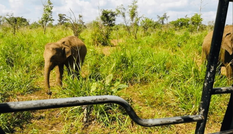 From Kandy: Sigiriya Rock Fortress and Wildlife Safari - Key Points