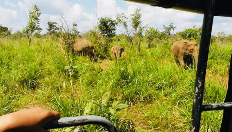 From Kandy: Sigiriya Rock Fortress and Wildlife Safari - How Does It Value Stack Up?