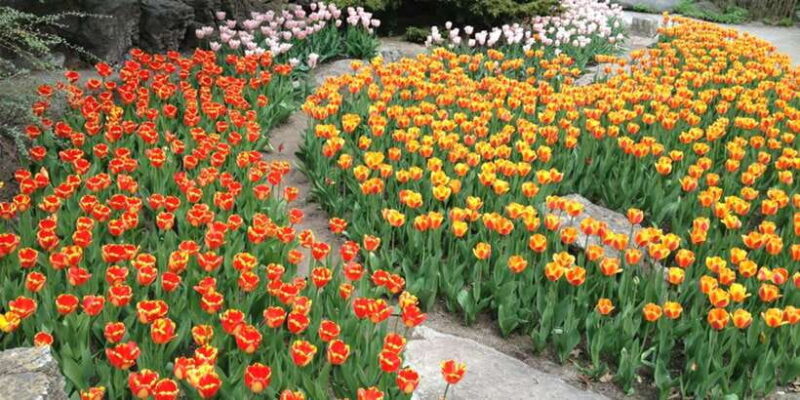 From Kandy To Nuwara Eliya Drop Tour - Private Tour - FAQ