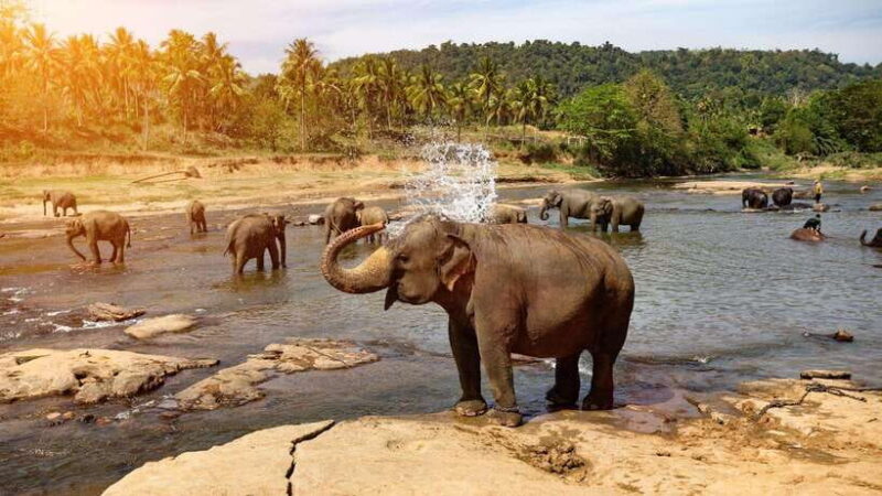 From Kandy To Pinnawala Private Day Tour via Ambuluwawa - What Makes This Tour Stand Out