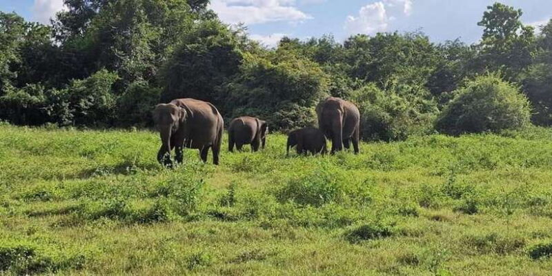 From Kandy to Sigiriya Day Tuk Tuk Trip - Dambulla Cave Temple: A Sacred Sanctuary