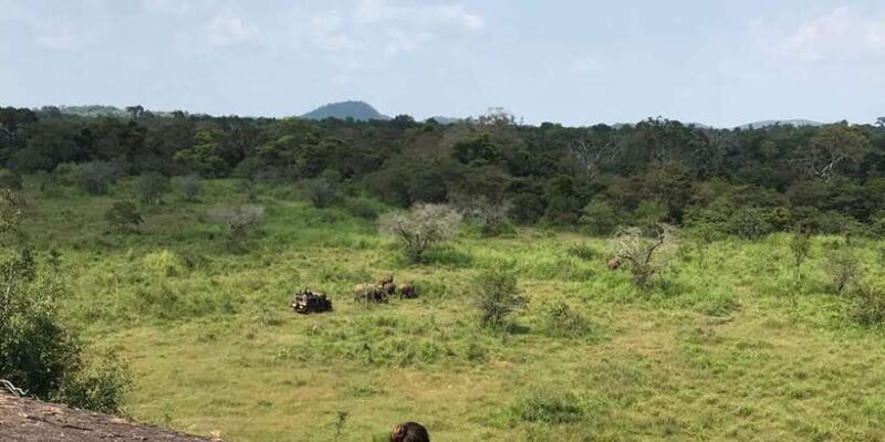 From Kandy to Sigiriya Day Tuk Tuk Trip - The Safari at Habarana National Park: Wildlife in Action