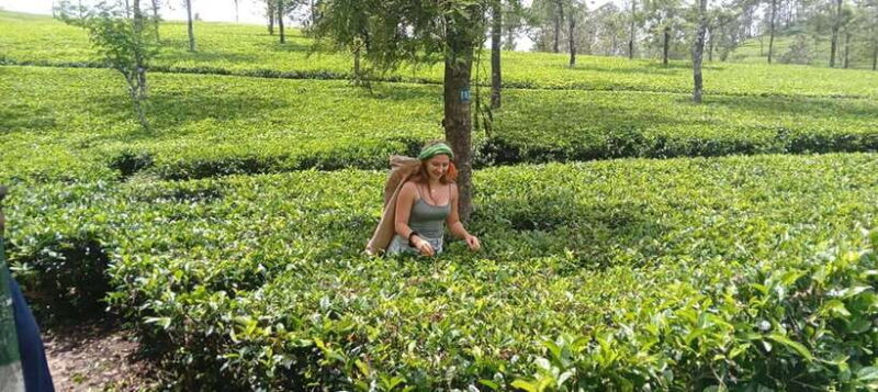 From Kandy to Sigiriya, Pinnawala Day Return Tour By Car - Transportation and Guide: Why It Matters