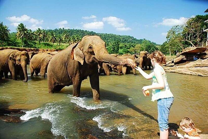 From Kandy to Sigiriya, Pinnawala Day Return Tour By Car - Considering the Time Frame