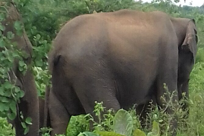 From kandy visit yala Saffari and drop mirissa one day - A Day in the Life of This Tour – What to Expect