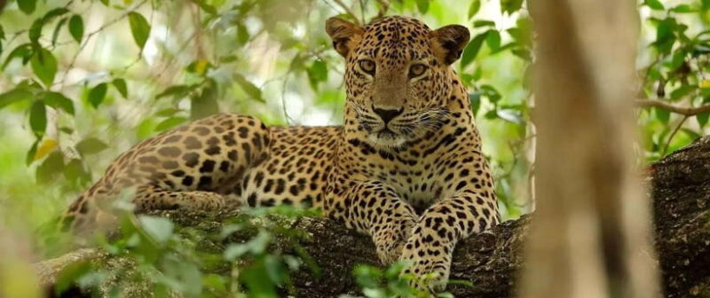From Kandy: Wilpattu National Park Safari with Hotel Pickup - Who Should Consider This Tour?