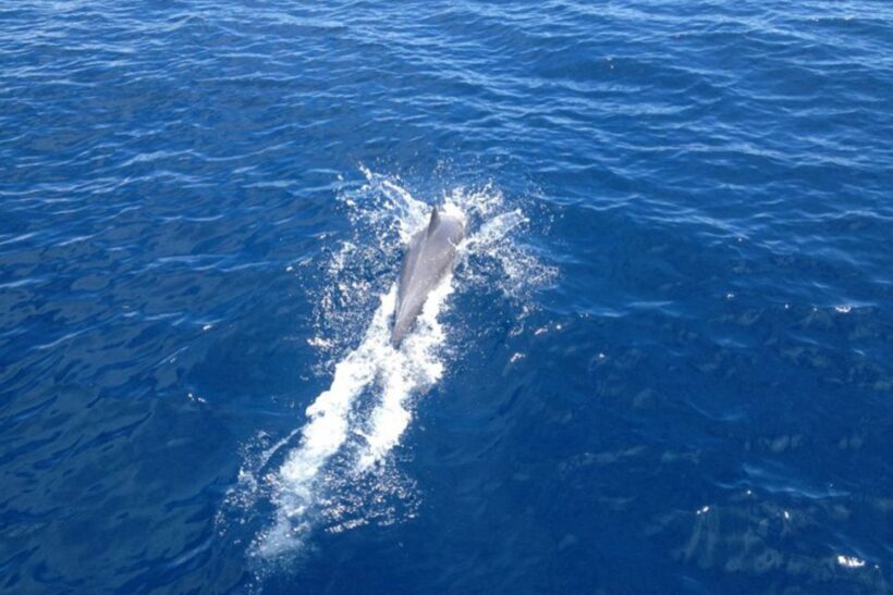 From Kassandra: 2-Day Sailing Cruise in Chalkidiki - Who Should Consider This Tour?