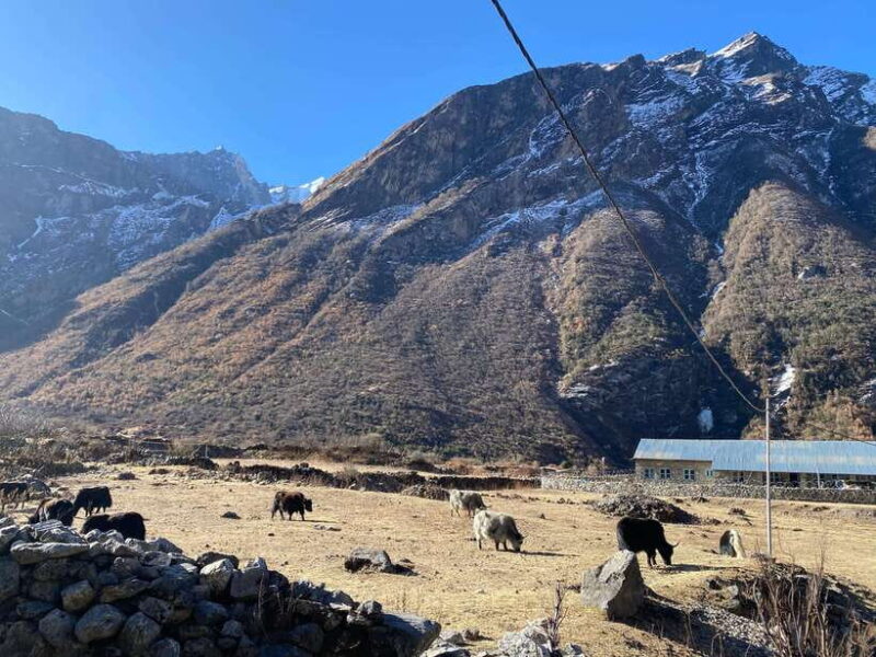 From Kathmandu: 10-Day Langtang Valley Trek - Key Points