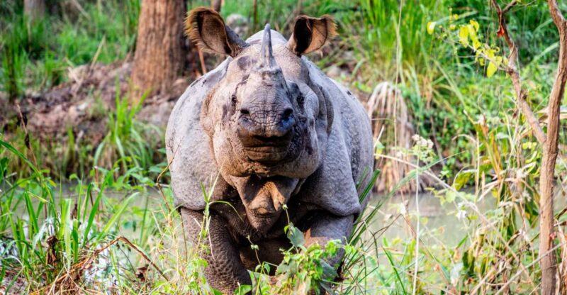 From Kathmandu: 3-Day Chitwan National Park & Elephants Tour - The Journey and Itinerary Breakdown