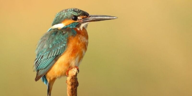 From Kathmandu: 3-Day Chitwan National Park Tour - Is It Worth the Price?