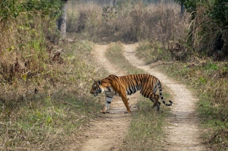 From Kathmandu: 3-Day Chitwan National Park Tour - FAQ