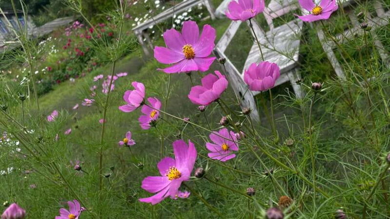 From Kathmandu: 3-Day Lumbini Trip - FAQs