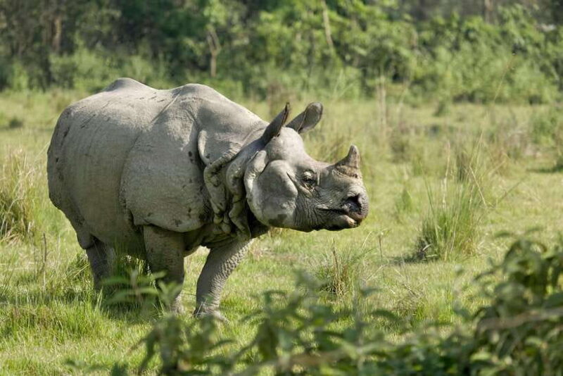 From Kathmandu: 4-Day Chitwan National Park Tour - Why This Tour Offers Great Value