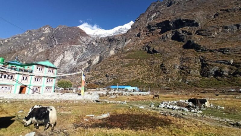 From Kathmandu: 5 Day Langtang Valley Nature Explore Trek - When to Go and Packing Tips
