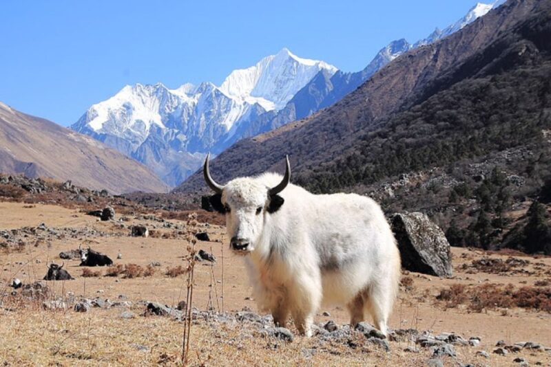 From Kathmandu: 6-Day Langtang Valley Guided Trek - What Makes This Trek Valuable?