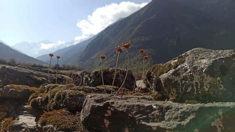 From Kathmandu: 7-Day Langtang Valley Trek - Key Points