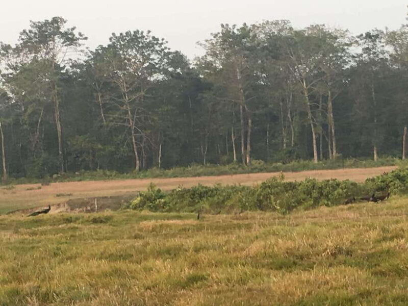 From Kathmandu or Pokhara 3 day Chitwan Tour with Rafting - Day 2: Into the Heart of Chitwan’s Wildlife