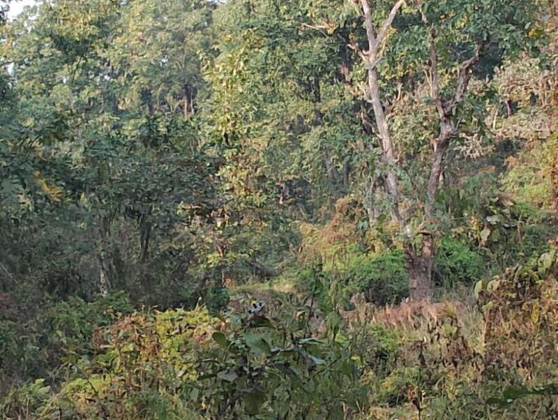 From Kathmandu or Pokhara: 4-Day Chitwan National Park Tour - The Sum Up