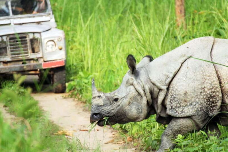 From Kathmandu/Pokhara: 2, 3, or 4-Day Chitwan Jungle Safari - The Sum Up: Why You Should Consider This Safari