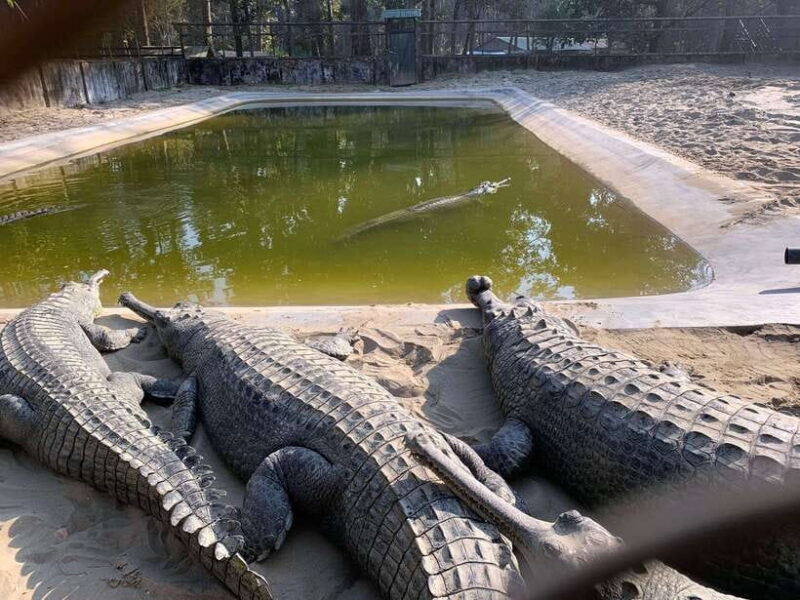 From Kathmandu/Pokhara: 2, 3, or 4-Day Chitwan Jungle Safari - FAQs