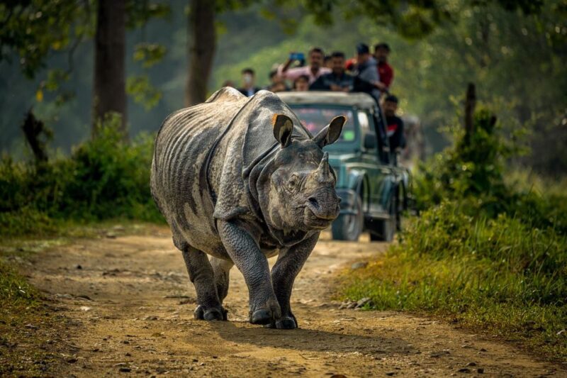 From Kathmandu/Pokhara: 3 Day All-Inclusive Chitwan Safari - The Logistics: Transportation, Accommodation, and Group Size