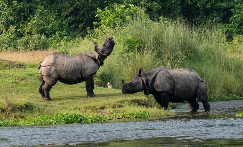 From Kathmandu/Pokhara: 3-Day Chitwan National Park Tour - Key Points