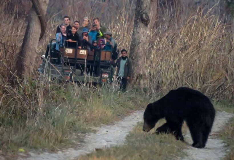 From Kathmandu/Pokhara: 3-Day Chitwan National Park Tour - What Travelers Say