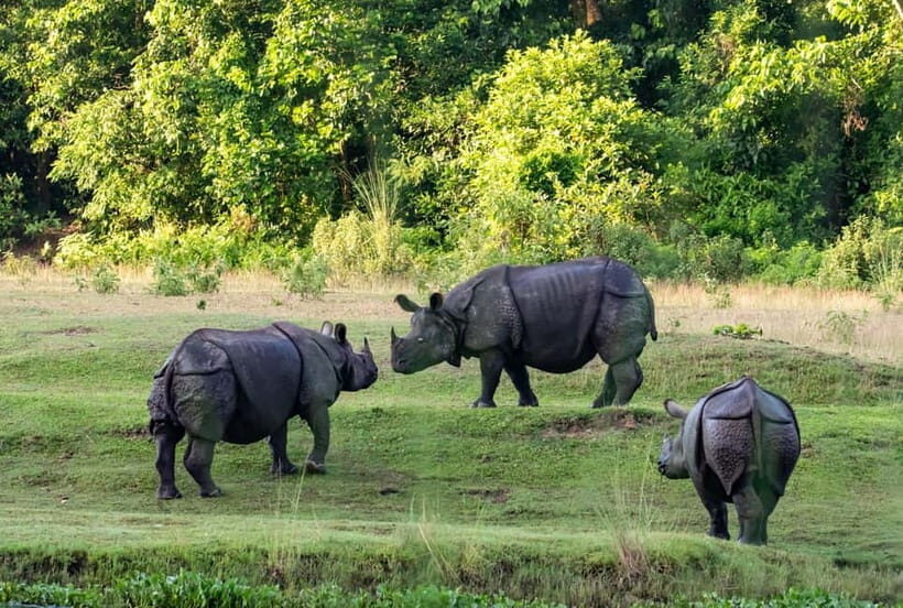 From Kathmandu/Pokhara: 3-Day Chitwan National Park Tour - The Sum Up