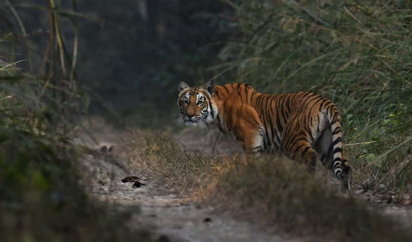 From Kathmandu/Pokhara: 3-Day Chitwan National Park Tour - FAQ