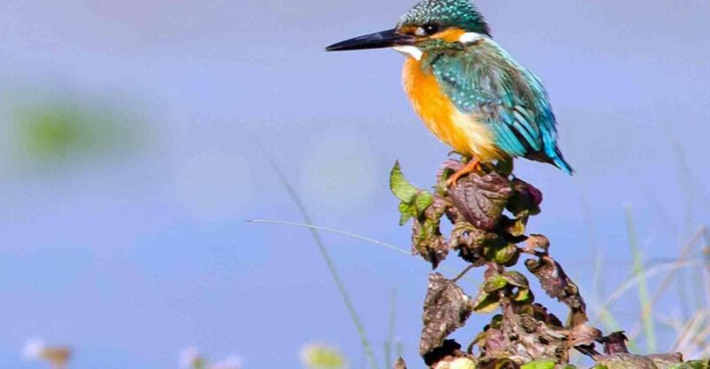 From Kathmandu/Pokhara: 3 Days All-Inclusive Chitwan Safari - A Practical Guide to the 3-Day All-Inclusive Chitwan Safari from Kathmandu or Pokhara