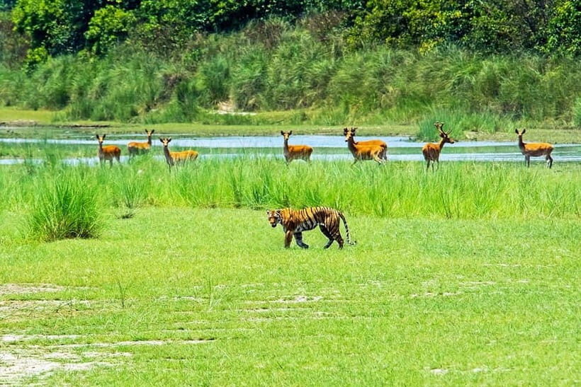 From Kathmandu/Pokhara: Bardiya National Park 4-Day Tour - Key Points