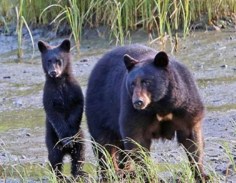 From Ketchikan: Potlatch Totem Park and Herring Cove Tour - Authenticity and Authentic Experiences