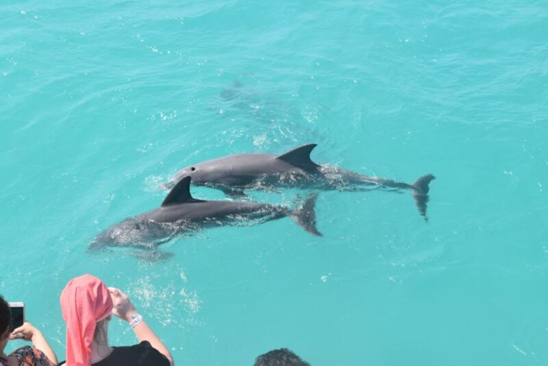 From Key West: Dolphin Watching Tour with Lunch & Drinks - Authentic Experiences and What Travelers Say