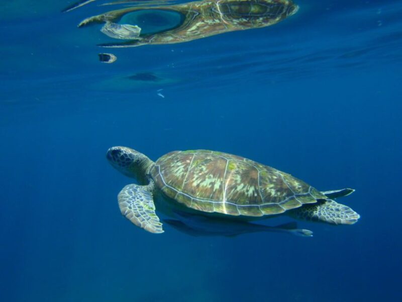 From Khao Lak: Full-Day Snorkeling in the Similan Islands - FAQ