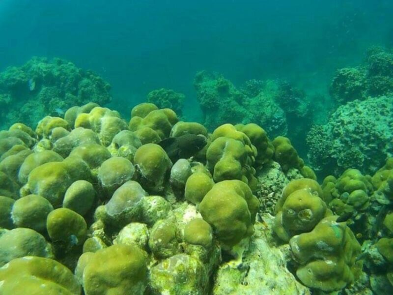 From Khao Lak: Phi Phi, Maya Bay, and Khai Islands Day Trip - Key Points