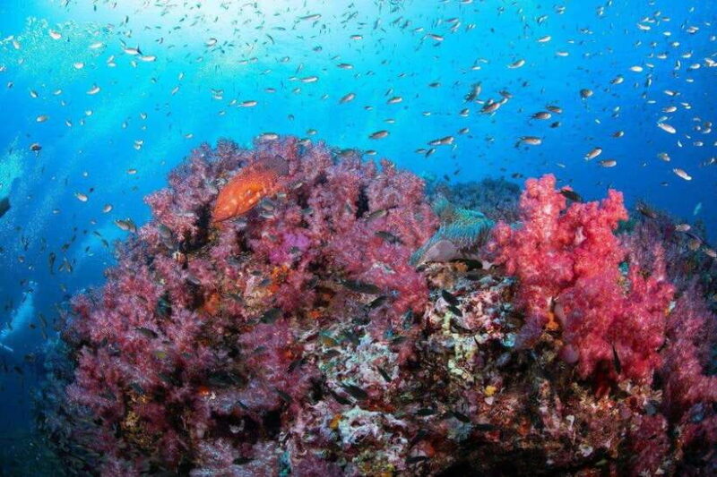 From Khao Lak & Phuket: Trip to Similan Islands by Speedboat - Frequently Asked Questions