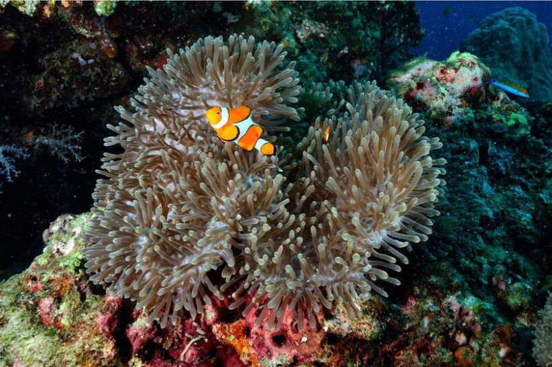 From Khao Lak: Similan Islands Day Trip with Snorkeling - Who Would Love This Trip?