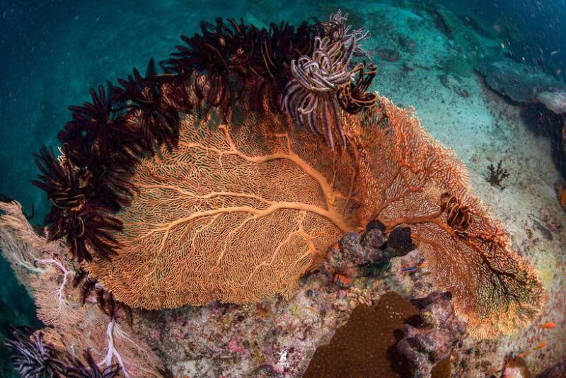From Khao Lak: Similan Islands Diving Trip - Marine Life and Underwater Highlights