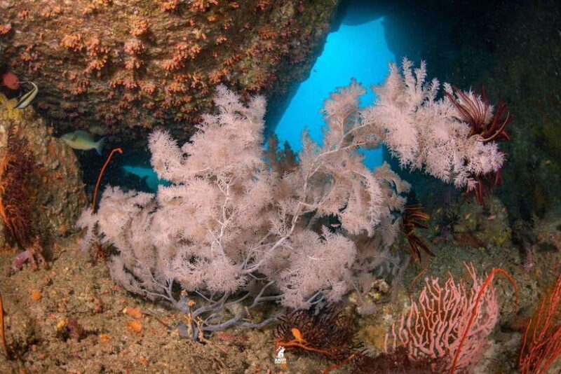 From Khao Lak: Similan Islands Diving Trip - Price, Value, and Whats Included
