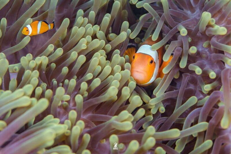 From Khao Lak: Similan Islands Diving Trip - Practical Tips for a Smooth Experience