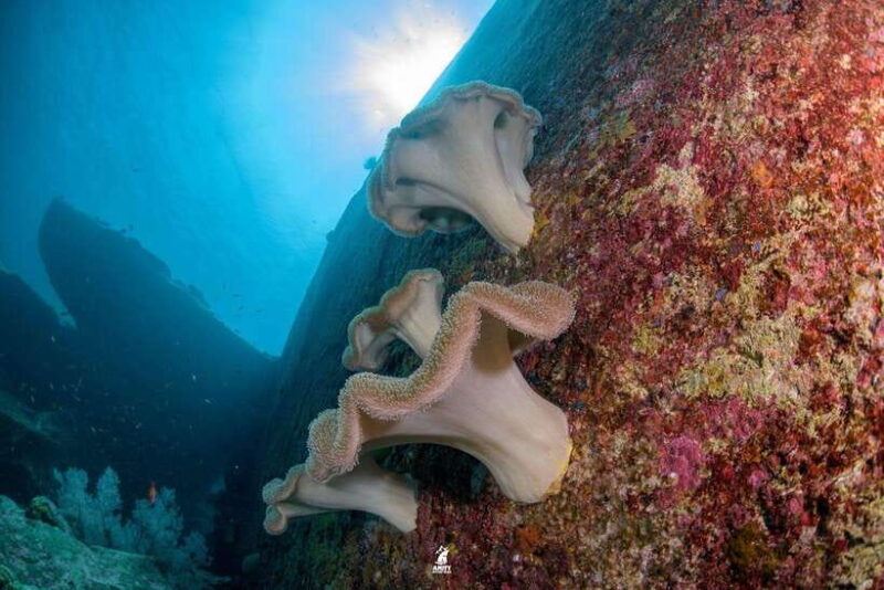 From Khao Lak: Similan Islands Diving Trip - FAQ