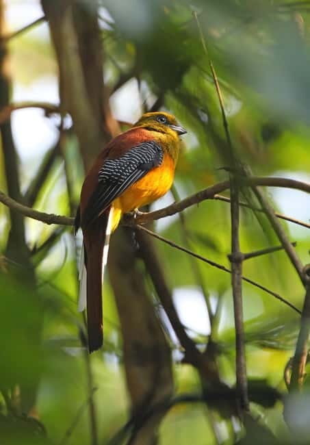 From Khaosok:Half day Bird watching and Wildlife explore - Key Points