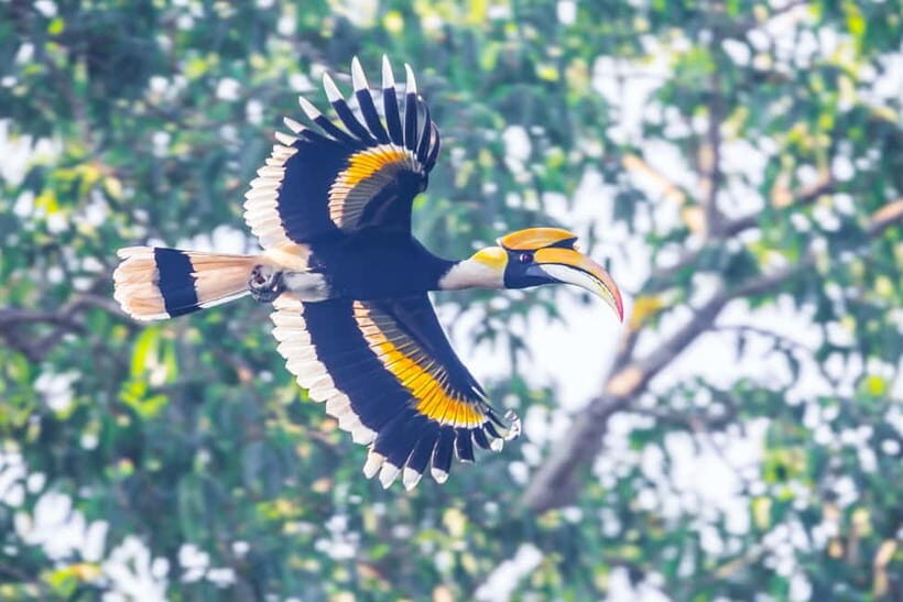 From Khaosok:Half day Bird watching and Wildlife explore - A Detailed Look at the Experience