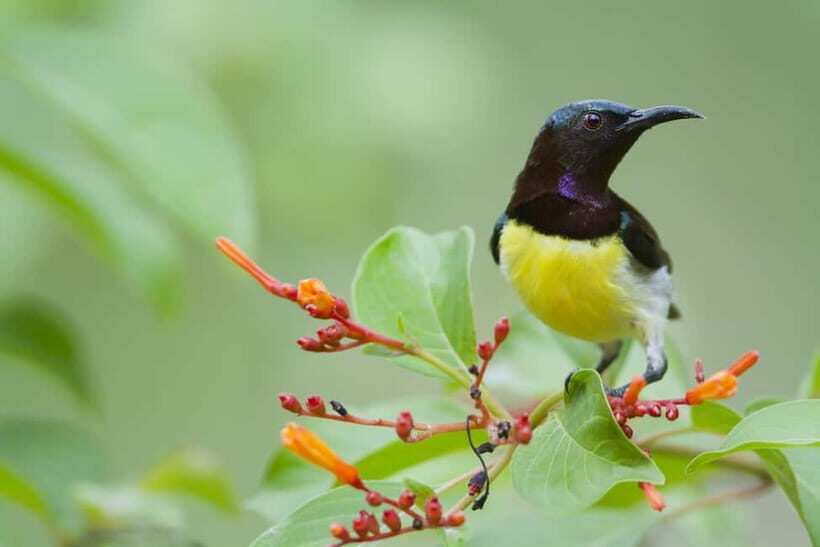 From Khaosok:Half day Bird watching and Wildlife explore - Who Should Consider This Tour?